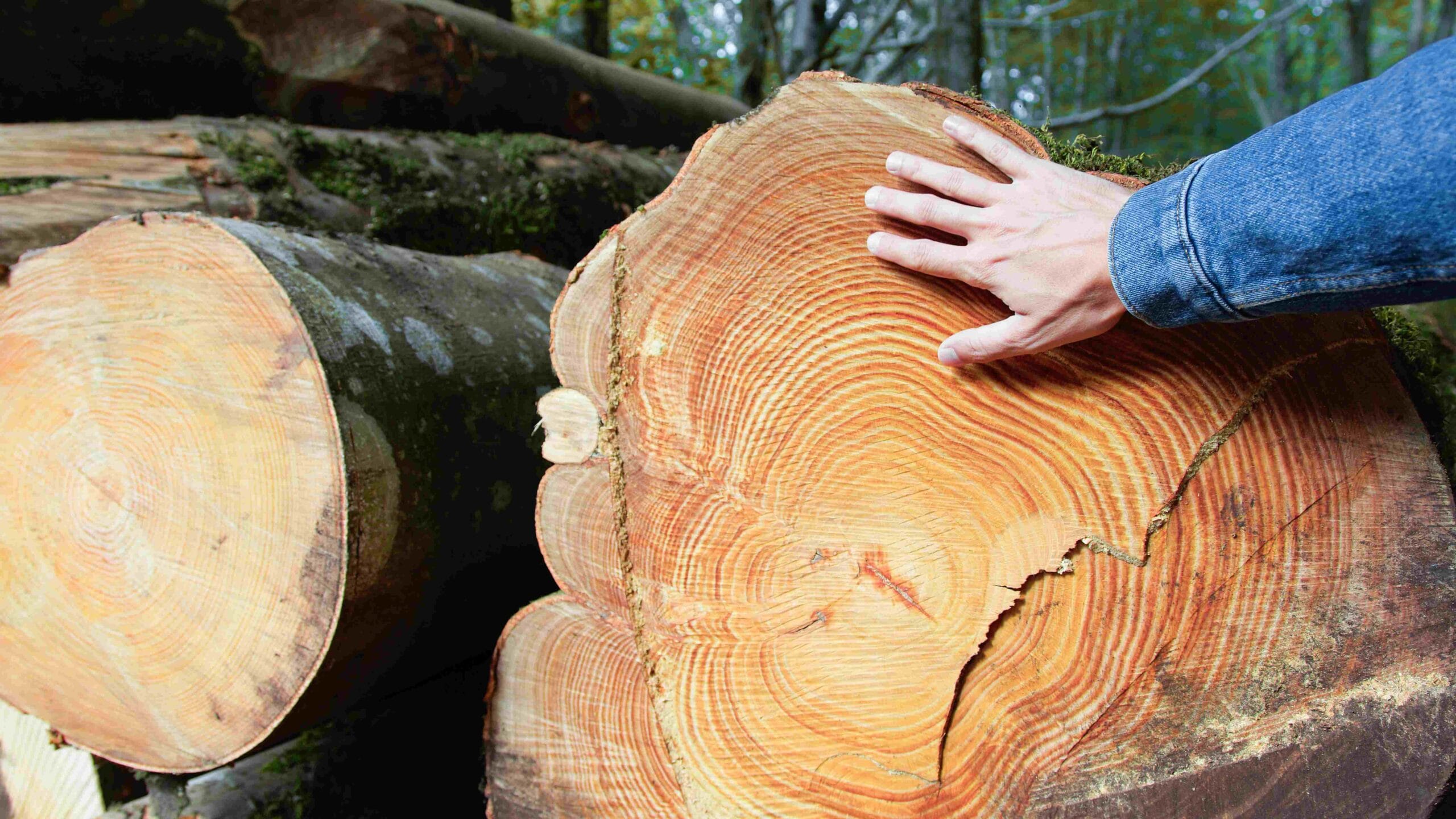 Sustainability of Hardwood Resource | JLA